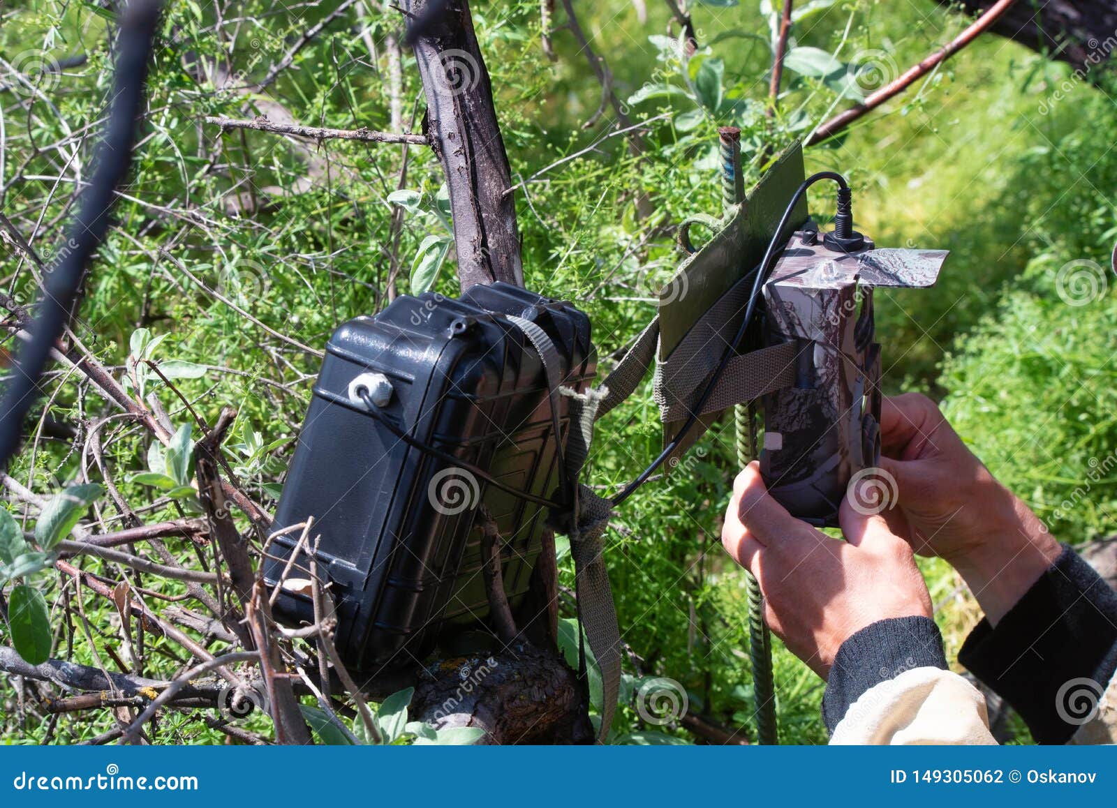 Hands Fix Camera Trap on Tree for Pictures of Animals Stock Photo ...