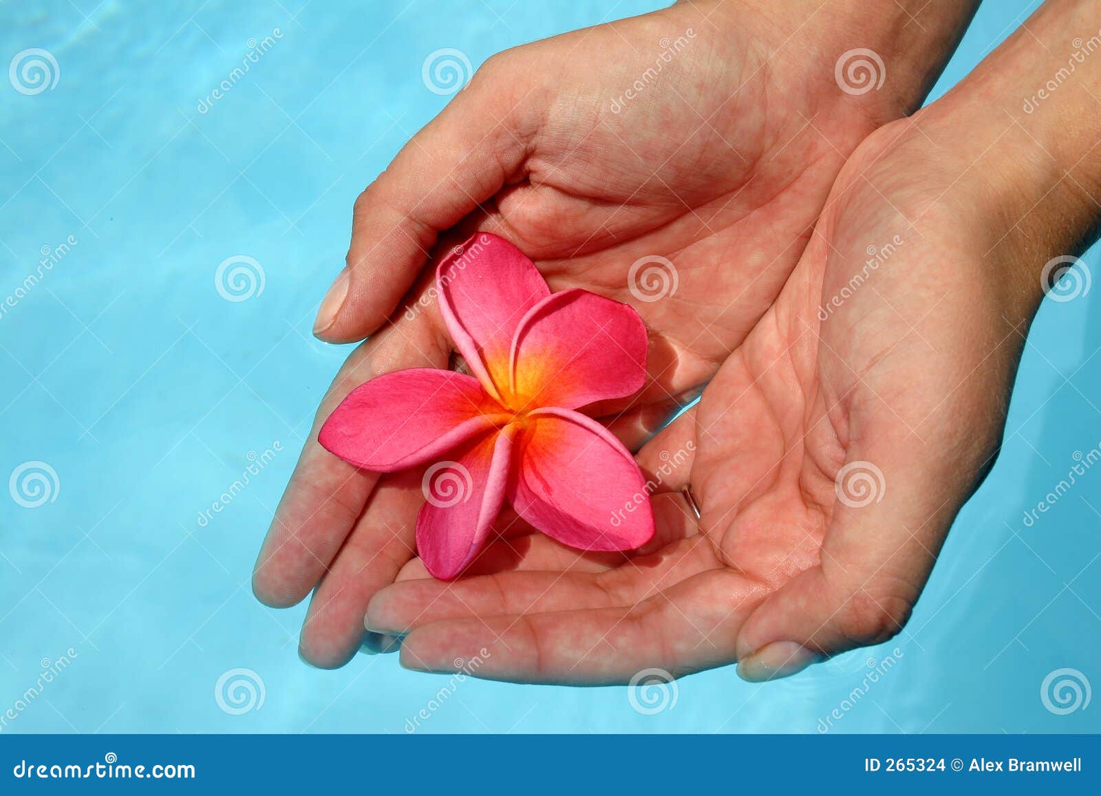 Hands And Flower Stock Images - Image: 265324