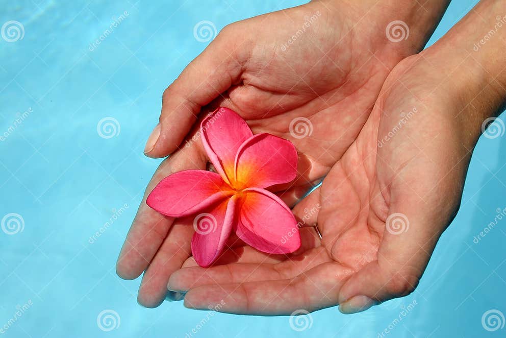 Hands and Flower stock photo. Image of magnolia, massage - 265324