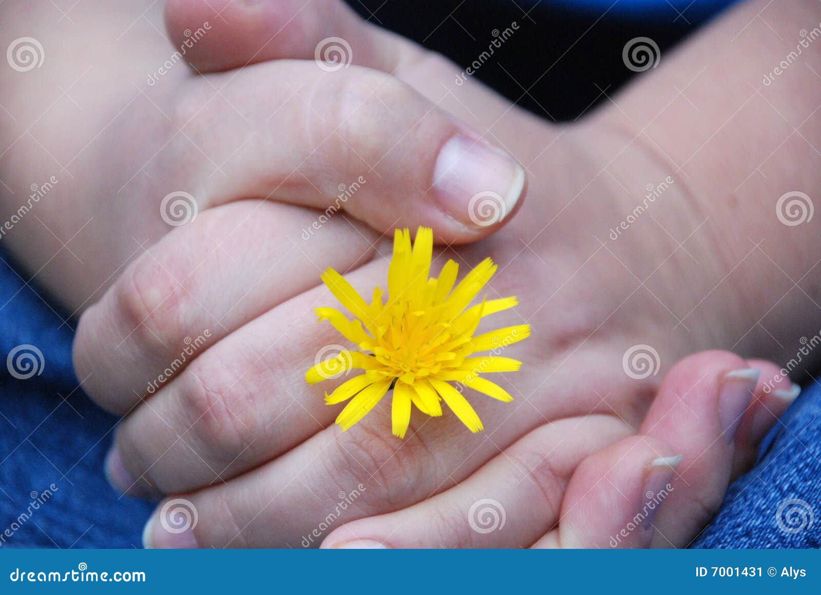 Hands with flower stock image. Image of macro, ring, hand - 7001431