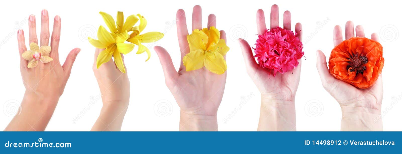 Hands with flowers stock photo. Image of petal, plant - 14498912