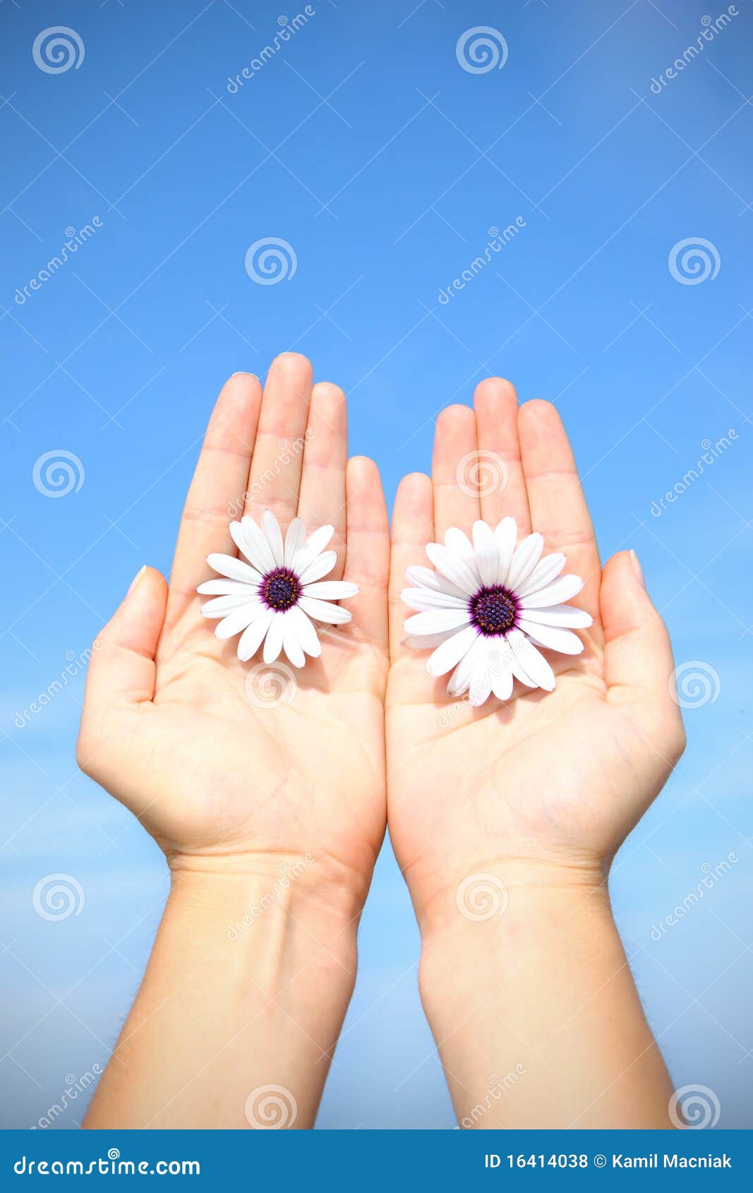 Hands and Flowers Over Blue Sky Stock Photo - Image of white, nature ...