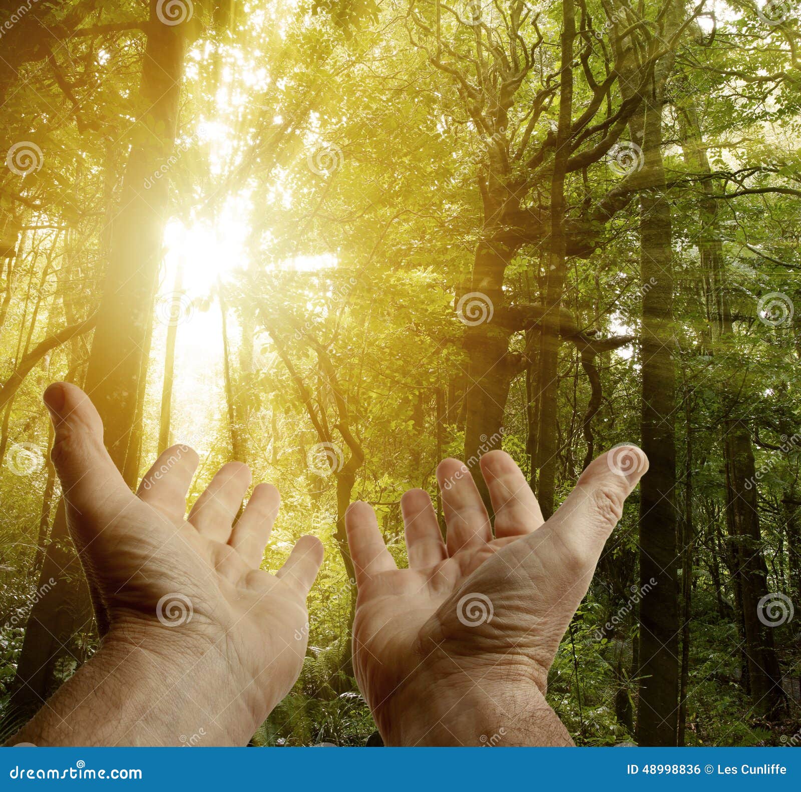 Hands in forest stock photo. Image of sunlight, idea - 48998836