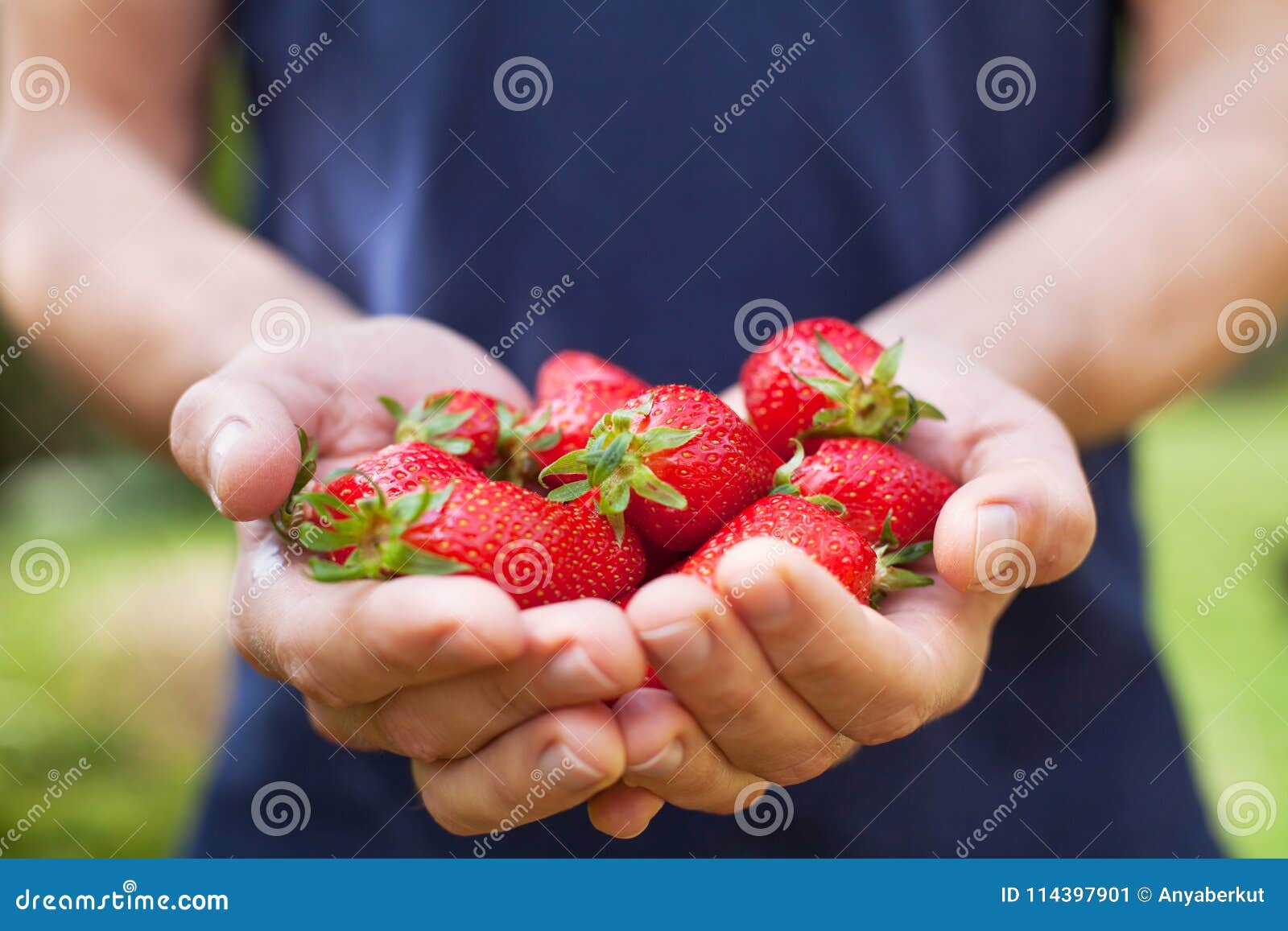 Hands with Fresh Strawberry Stock Image - Image of garden, healthy ...