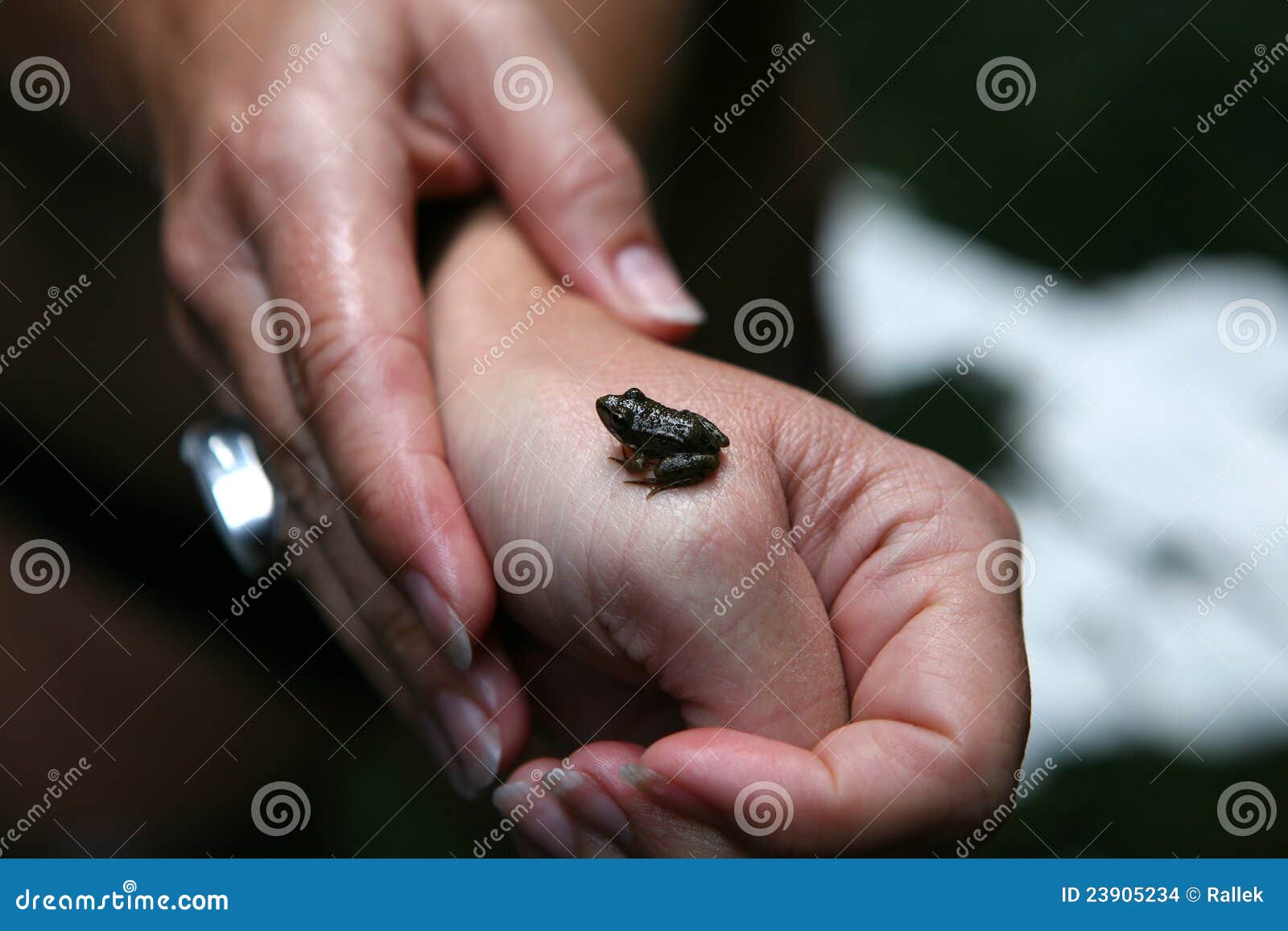 Hands and frog stock photo. Image of hands, wildlife - 23905234