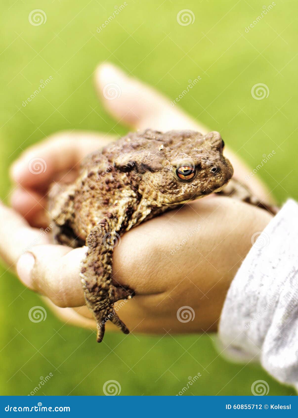 Hands with a frog stock photo. Image of wildlife, environment - 60855712