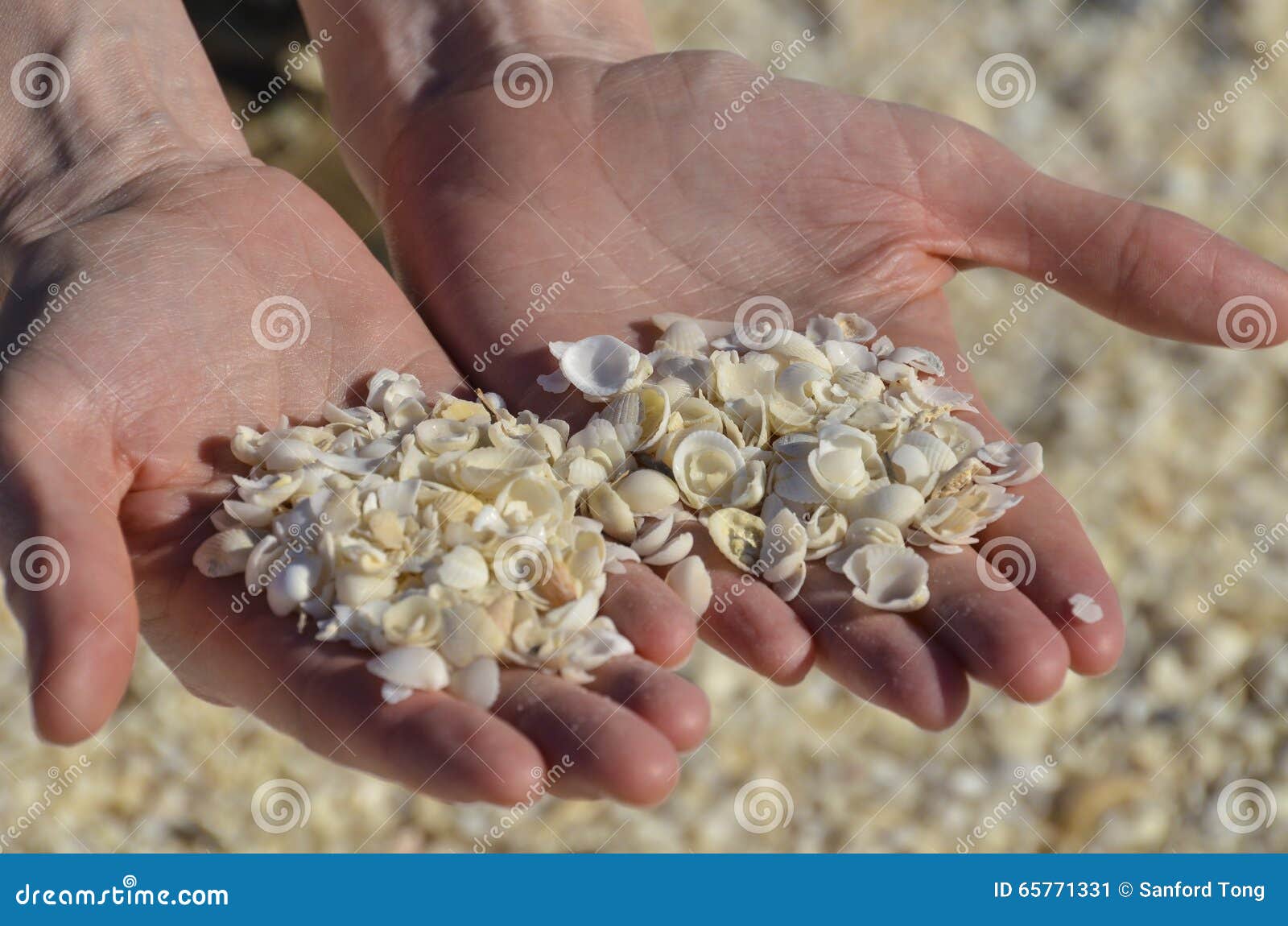 Broken Shells Lying At The Beach Stock Image | CartoonDealer.com #36211699