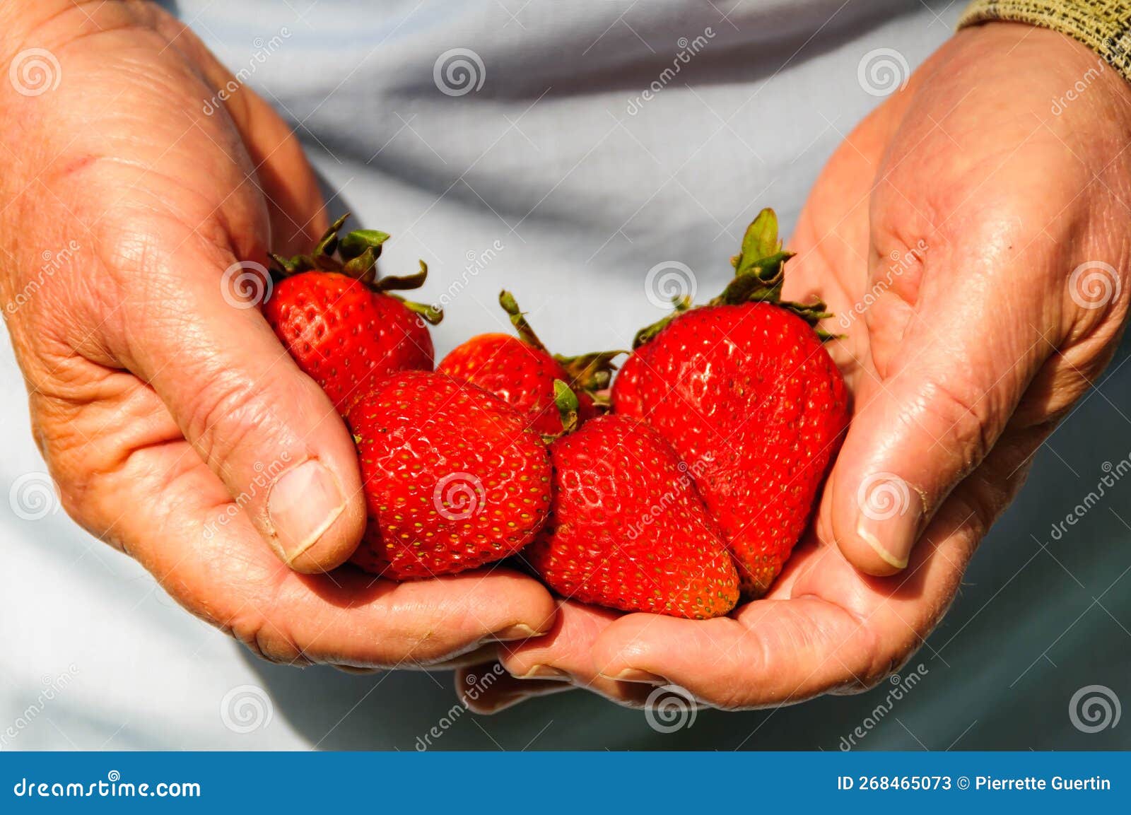 Hands Full of Fresh Strawberries Stock Image - Image of nature, hands ...