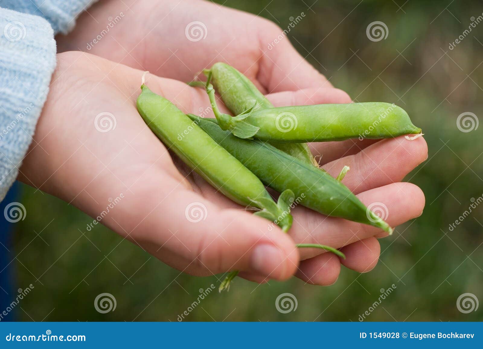 Hands full of pea pods stock photo. Image of handful, holding - 1549028