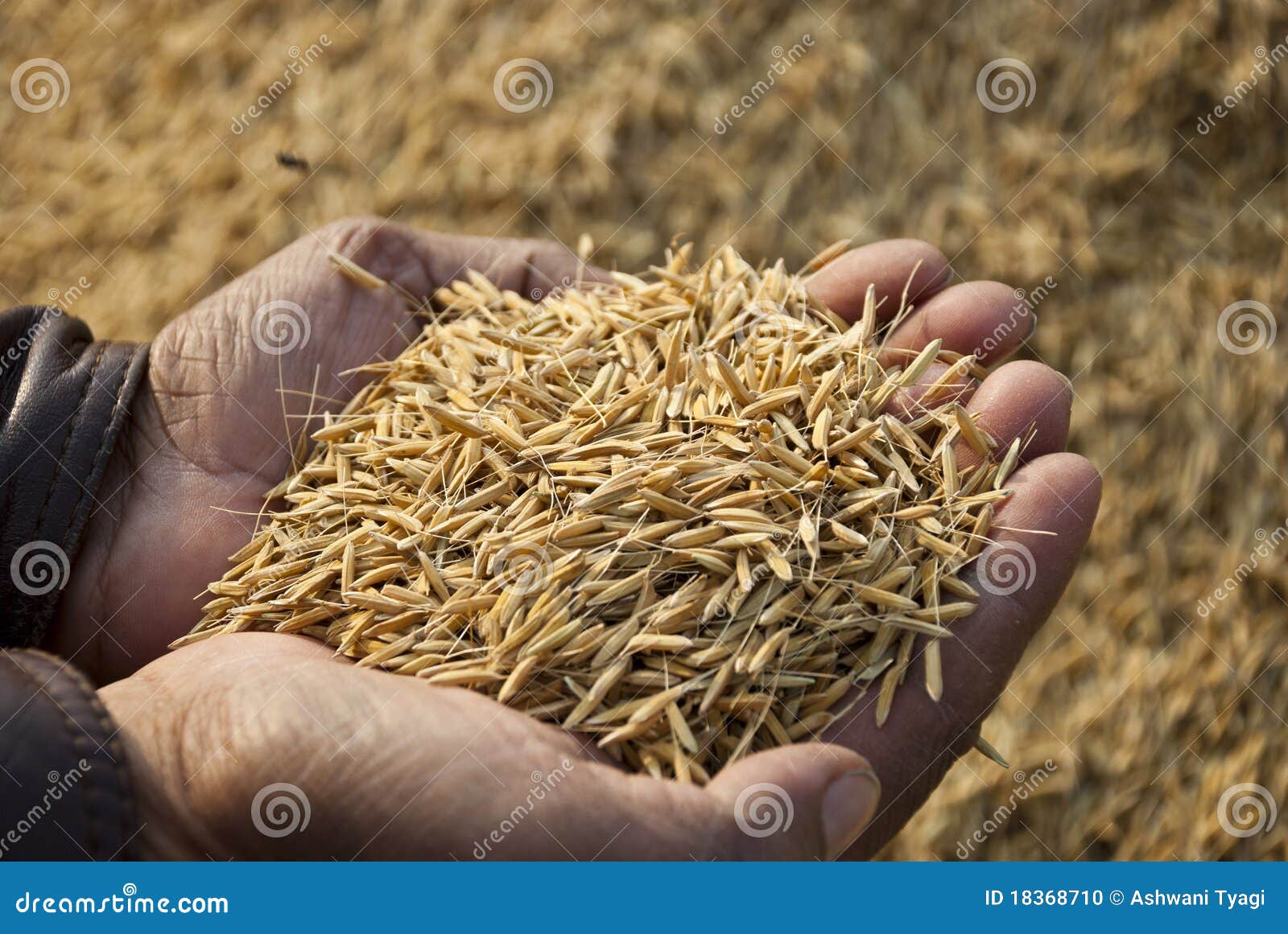 Hands full of seeds stock photo. Image of objects, vegetation - 18368710