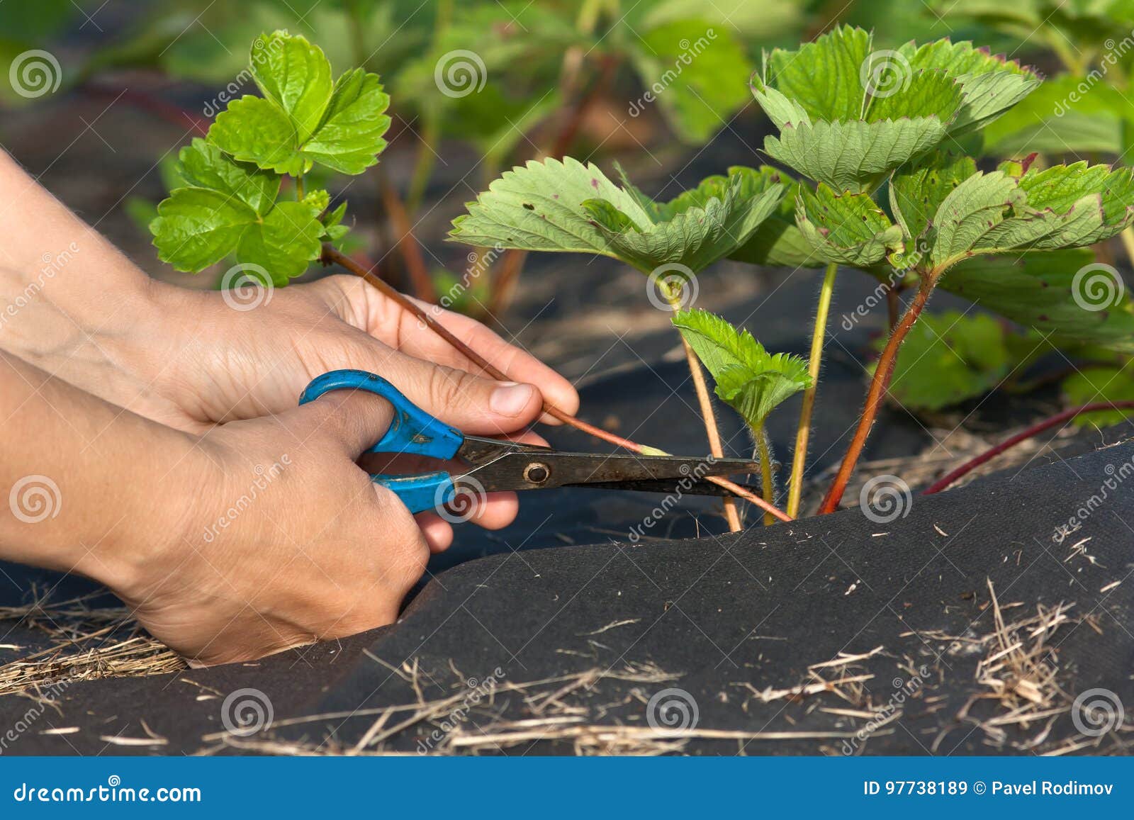 Hands of Gardener Cutting Strawberry Runners Stock Image - Image of ...