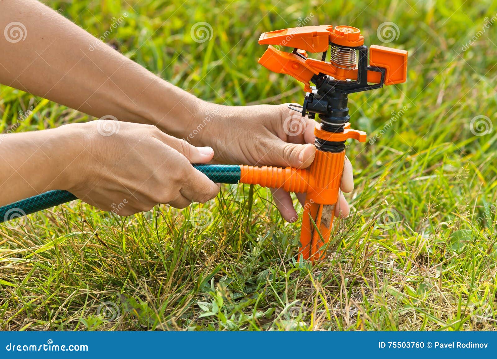 Hands of Gardener Installing Lawn Sprinkler Stock Photo - Image of ...