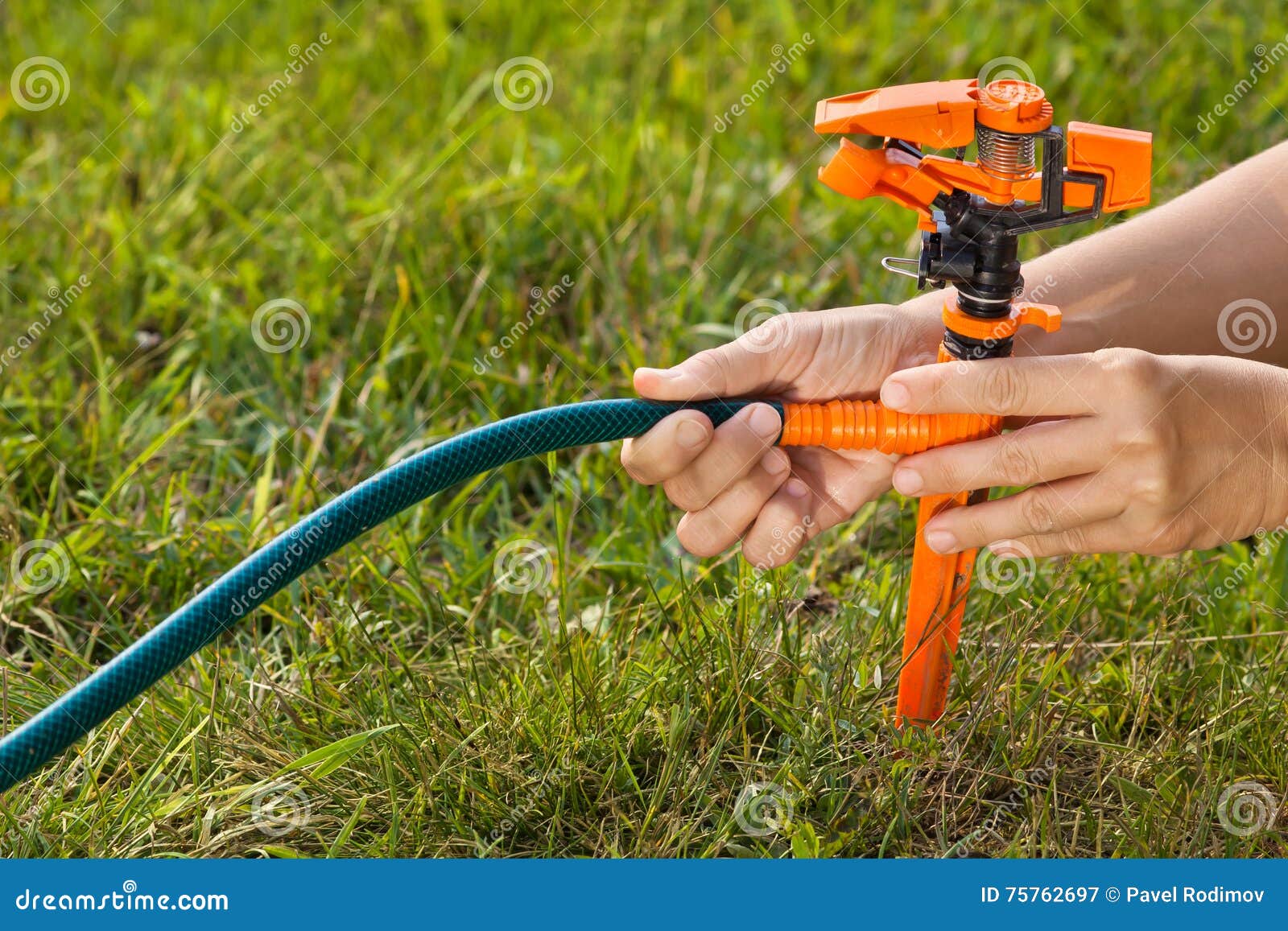 Hands of Gardener Installing Sprinkler for Irrigation of Lawn Stock ...
