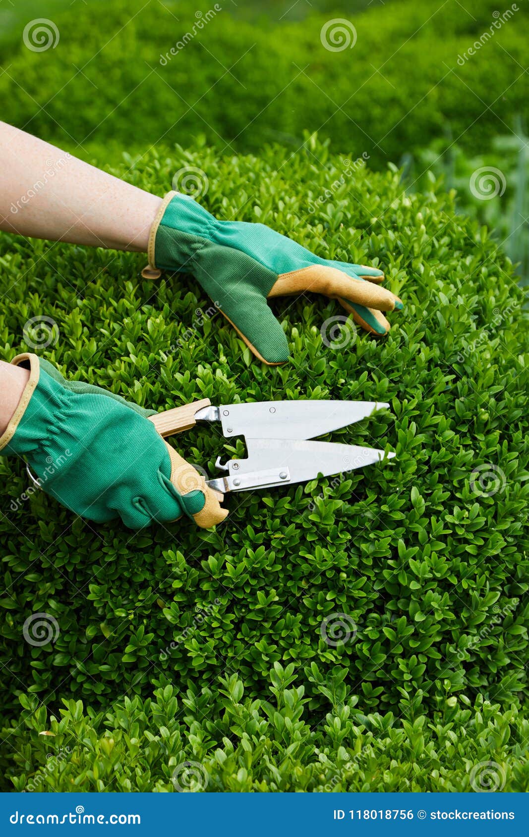 Hands of a Gardener Pruning Back a Box Tree Stock Photo - Image of ...