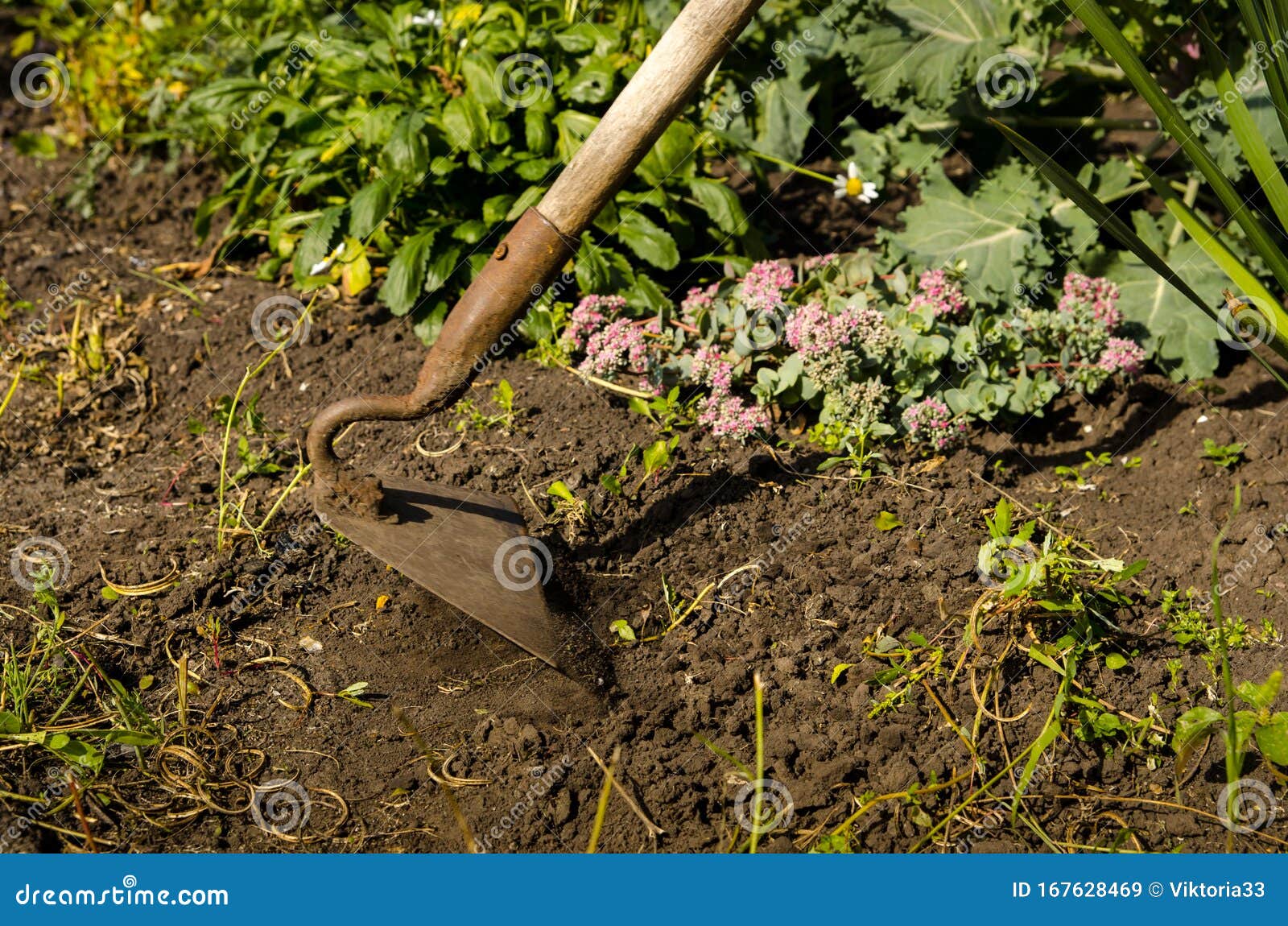 Hands Gardener Remove Weeds from the Garden with a Tool Stock Image ... Hands Gardener Remove Weeds from the Garden with a Tool Stock Image ...