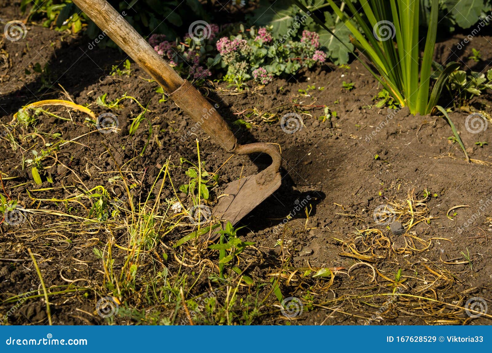 Hands Gardener Remove Weeds from the Garden with a Tool Stock Image ... Hands Gardener Remove Weeds from the Garden with a Tool Stock Image ...