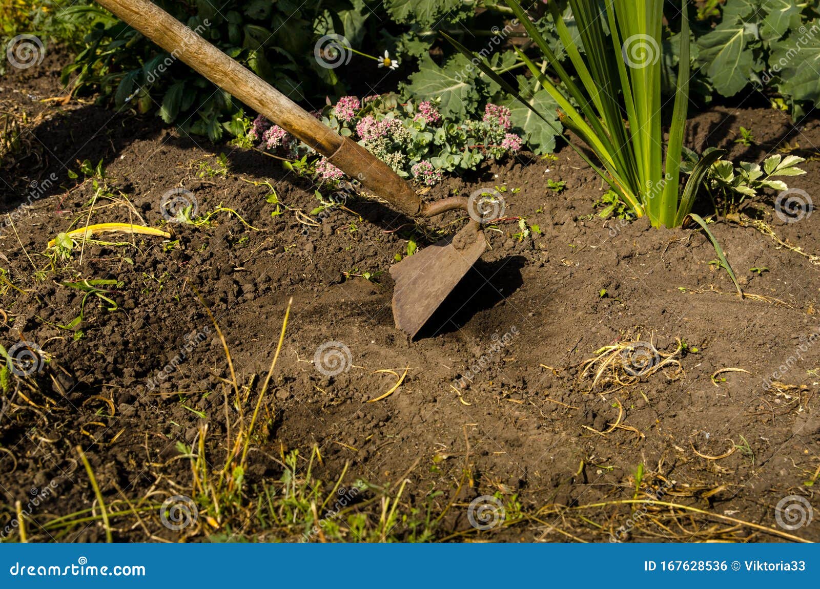 Hands Gardener Remove Weeds from the Garden with a Tool Stock Photo ... Hands Gardener Remove Weeds from the Garden with a Tool Stock Photo ...