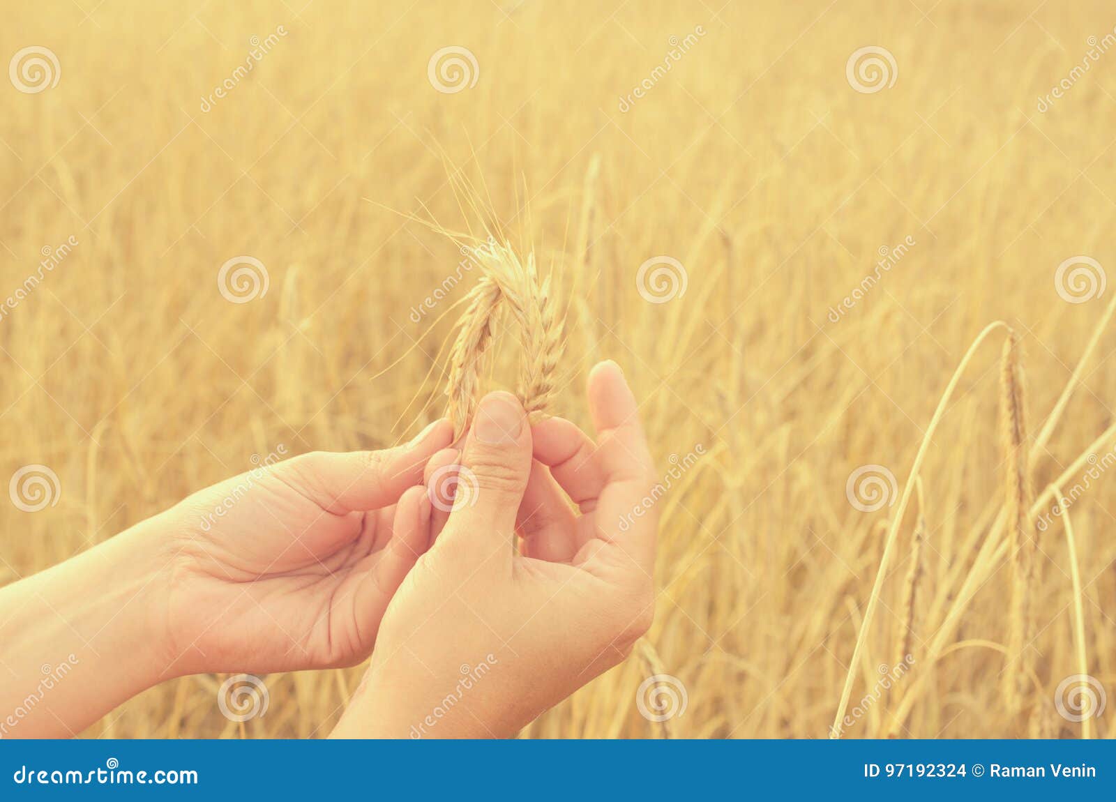 Hands Gently Pat the Spikelets of Wheat on a Summer Day. Stock Photo ...