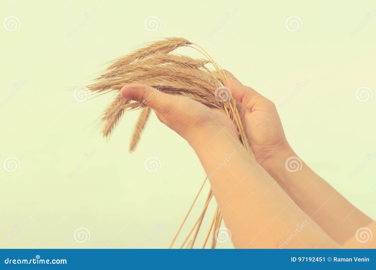 Hands Gently Pat the Spikelets of Wheat on a Summer Day. Stock Image ...