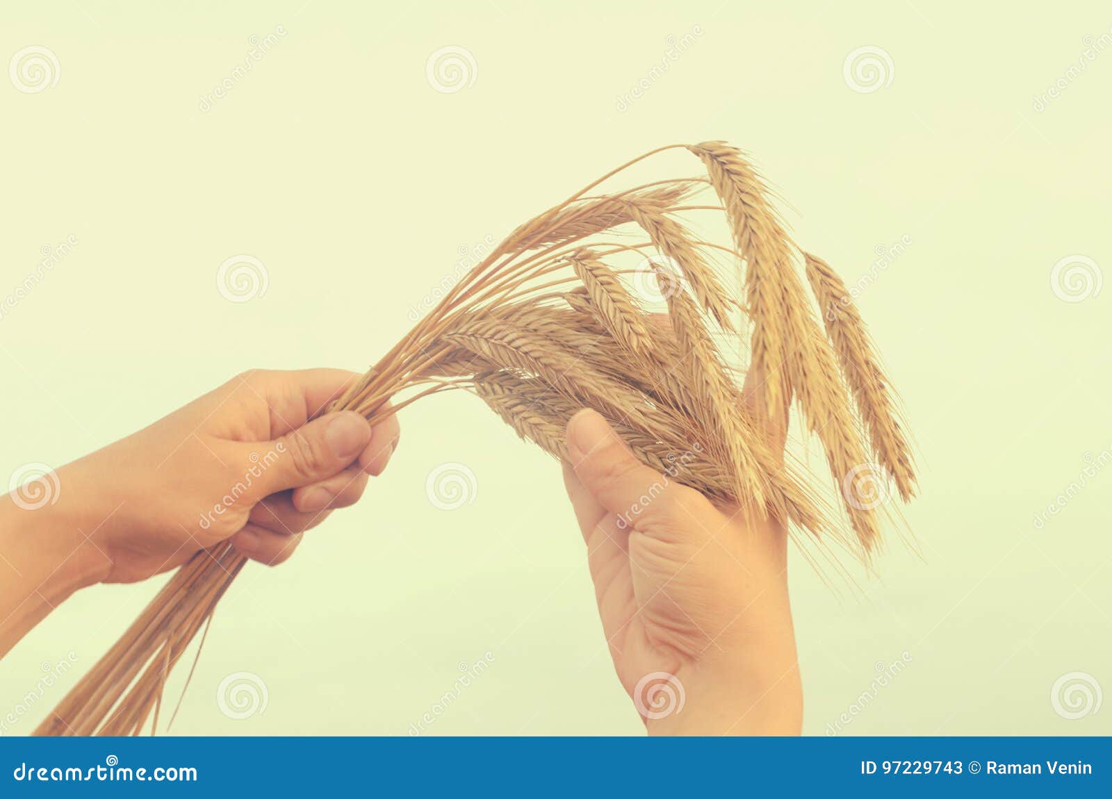 Hands Gently Pat the Spikelets of Wheat on a Summer Day. Stock Image ...