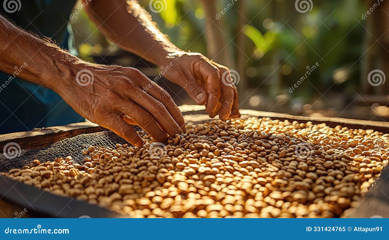 Hands Gently Turning Coffee Beans on Traditional Drying Surface during ...