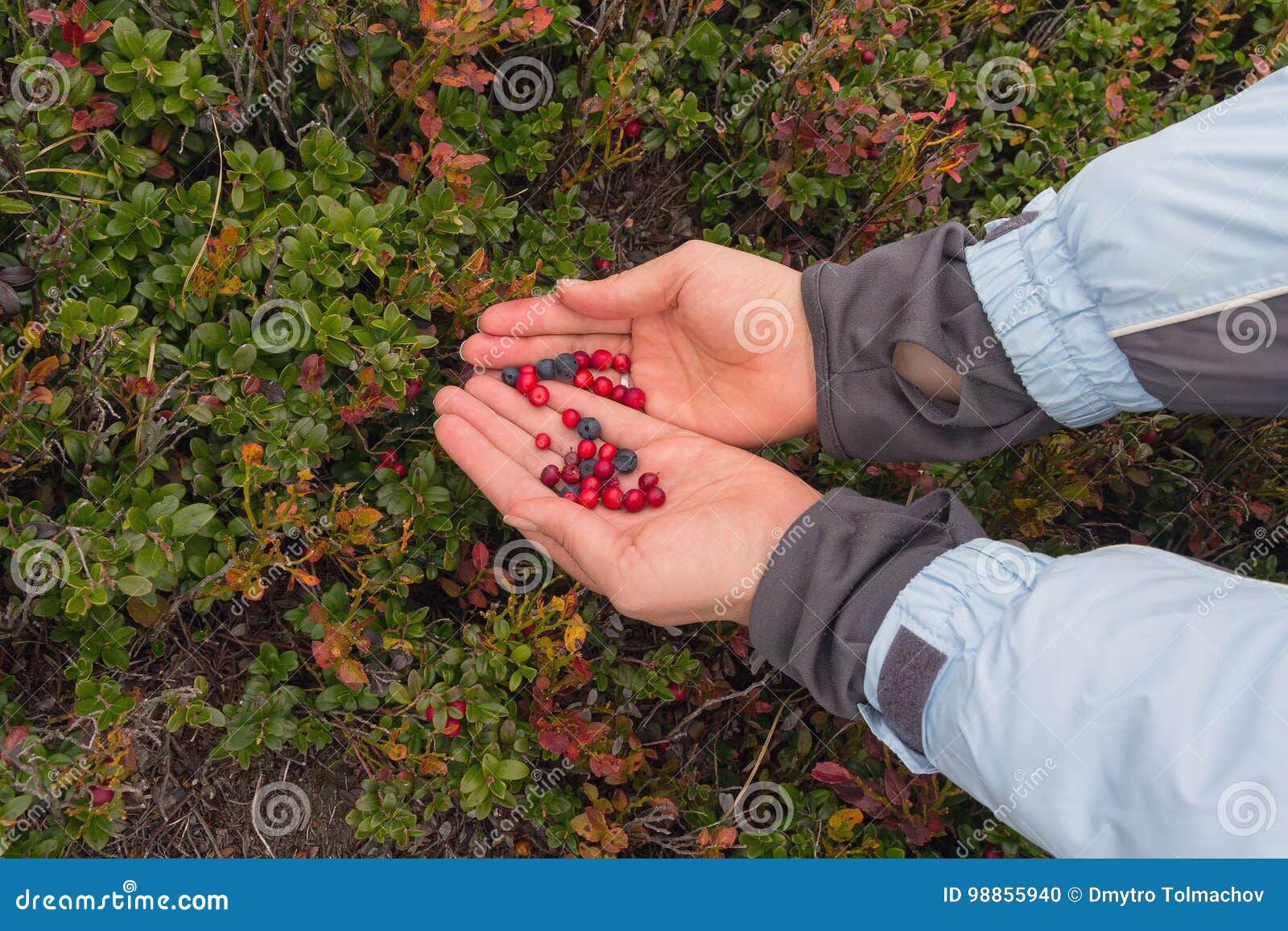 Hands of a Girl Picking Berries Stock Photo - Image of juicy ...