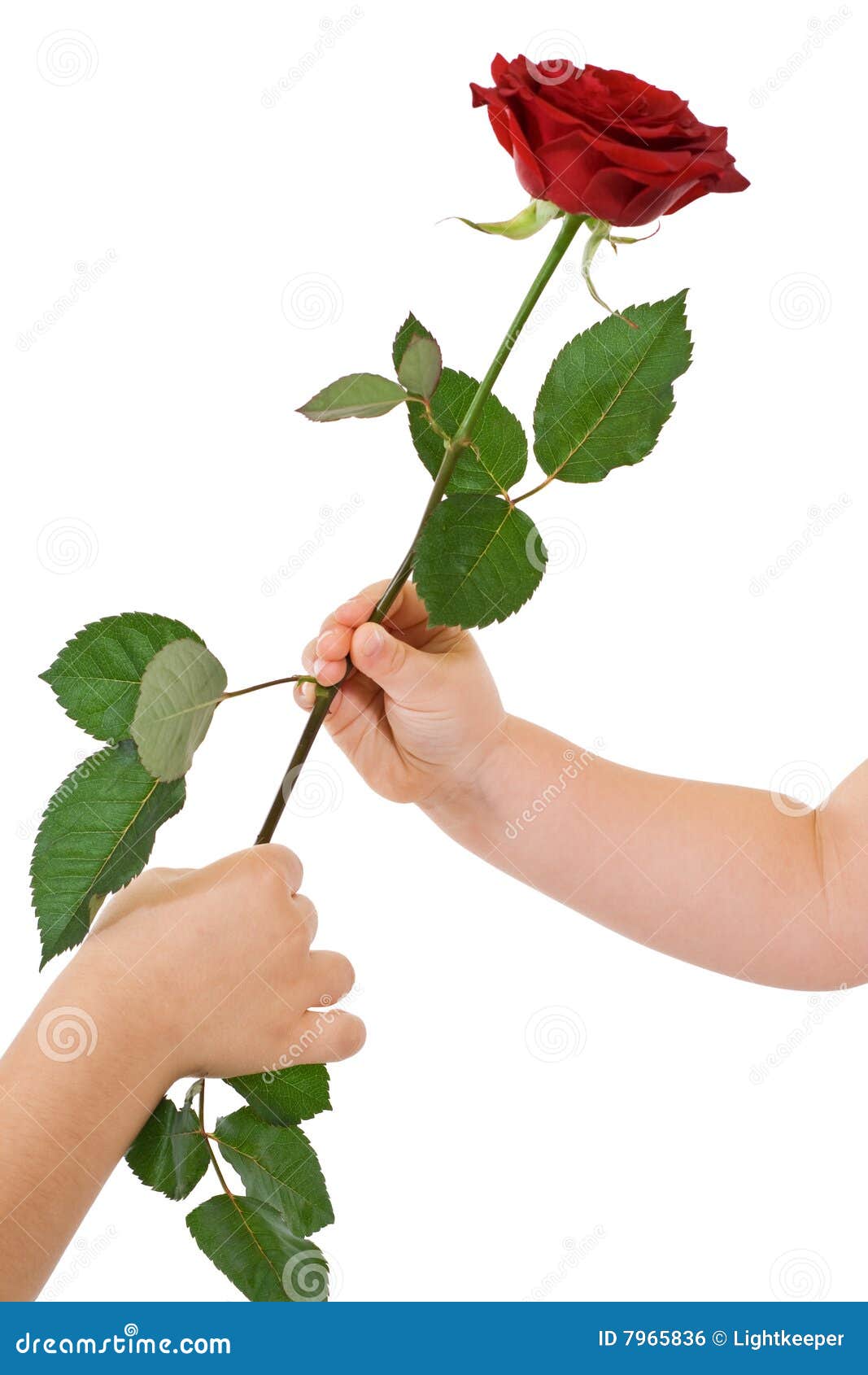 Hands Giving and Receiving a Rose Stock Photo - Image of rose ...