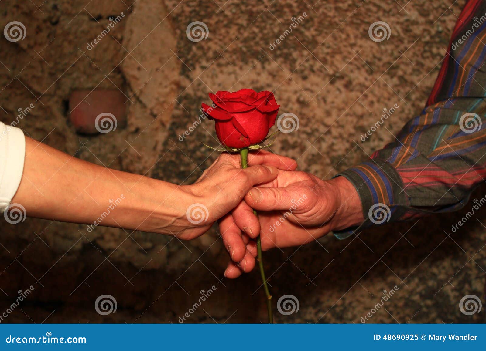 Hands Giving a Red Rose stock image. Image of give, valentine - 48690925