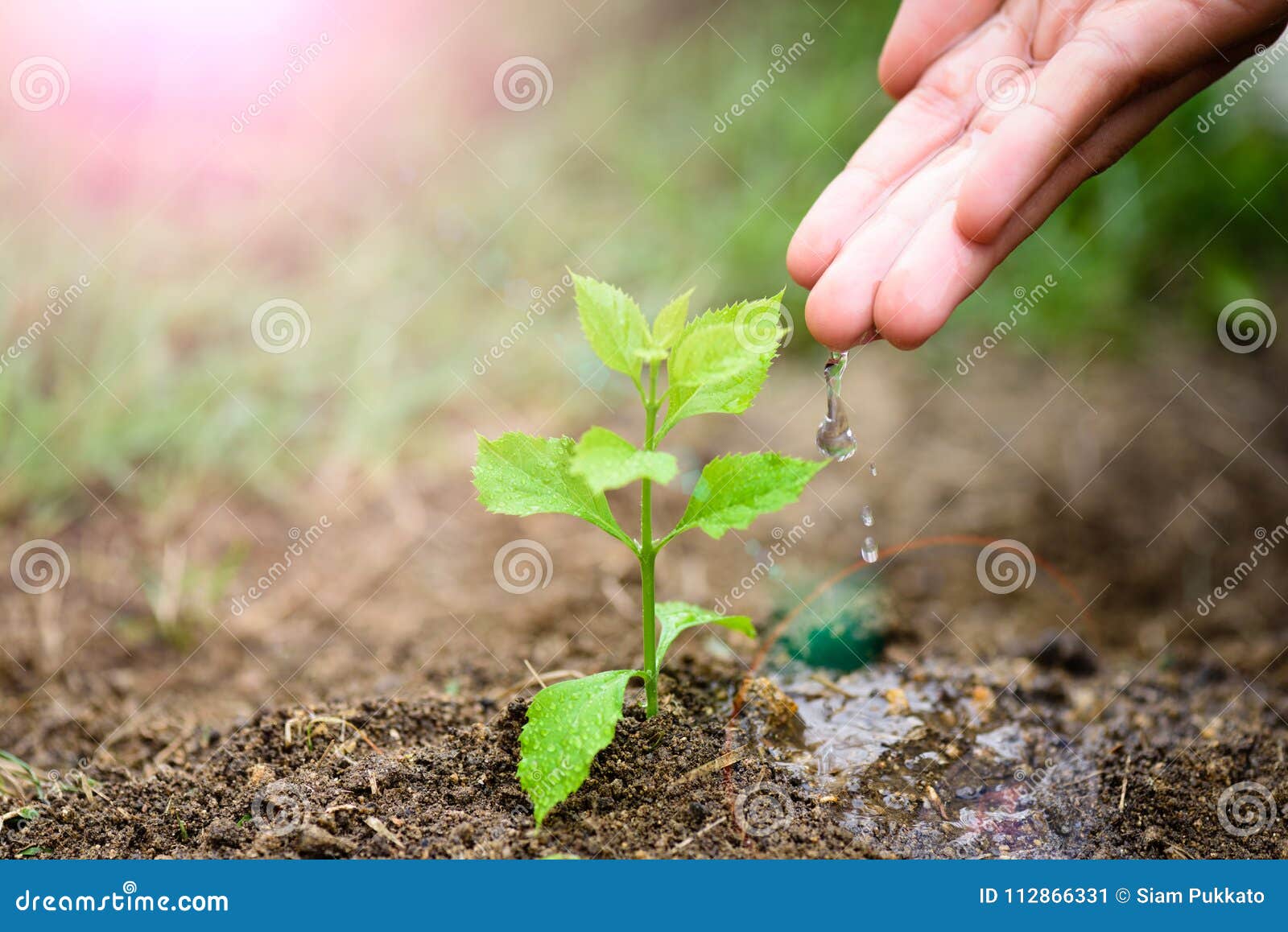 Hands Giving Water To a Young Tree for Planting. Stock Image - Image of ...
