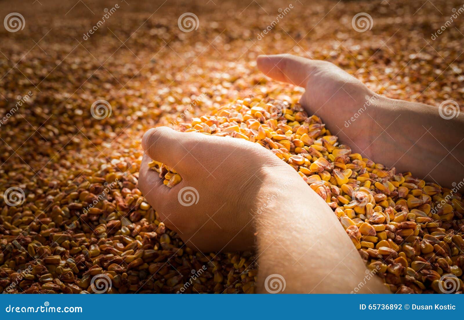 Hands with grain corn stock photo. Image of agriculture - 65736892