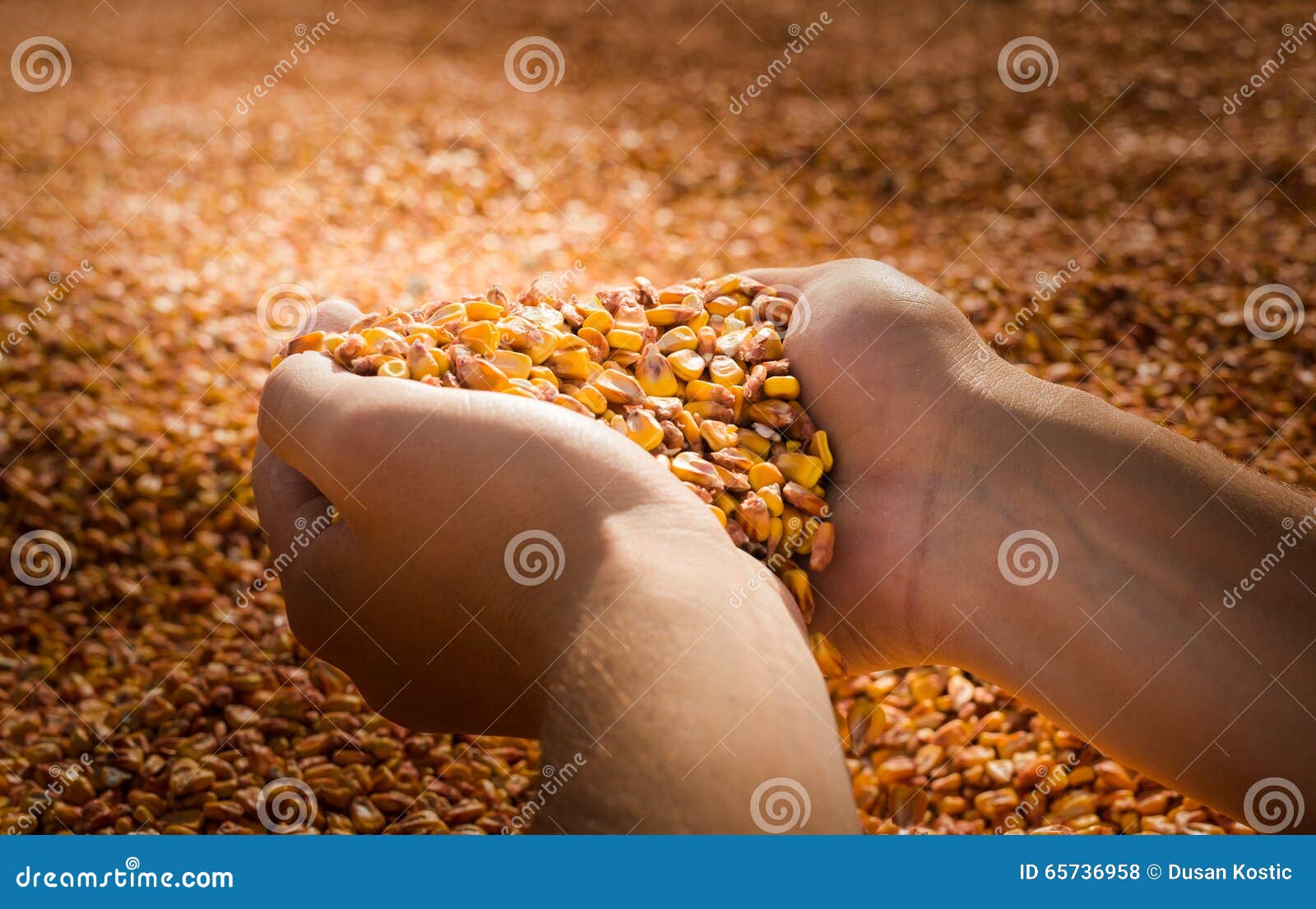 Hands with grain corn stock photo. Image of sunny, nature - 65736958