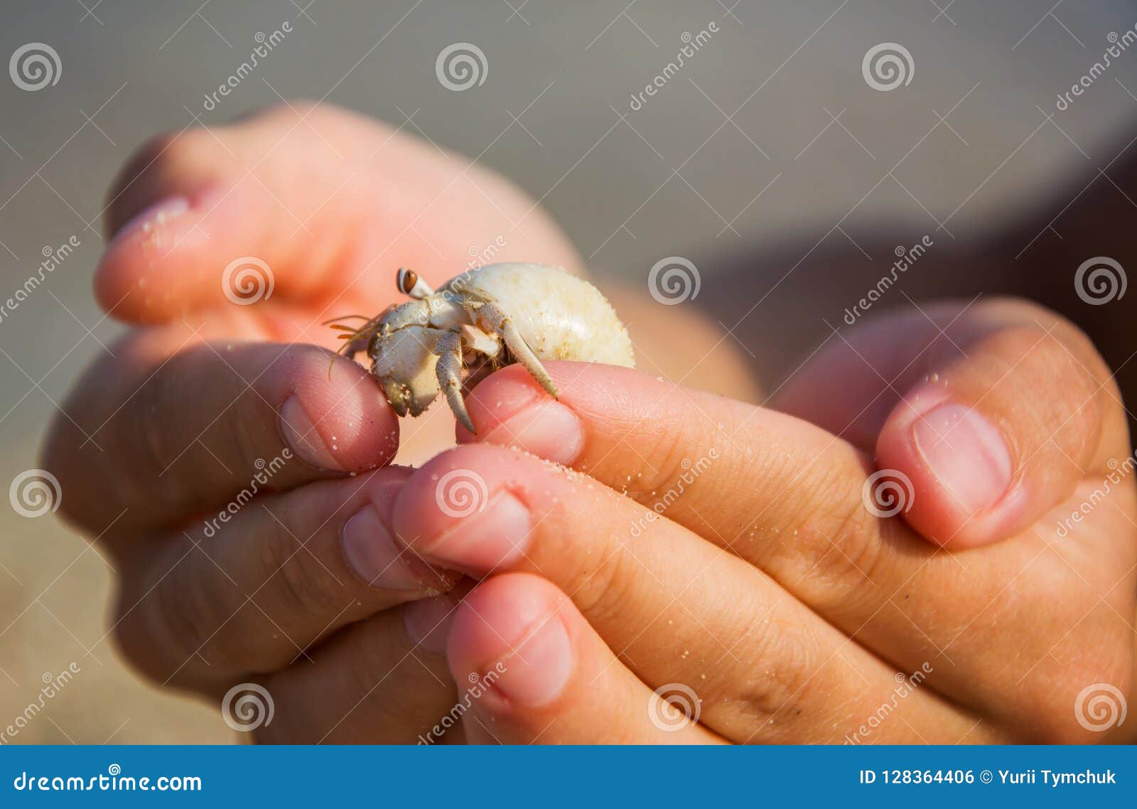 Tiny Hermit Crab in Hands, Macro Shot Stock Photo - Image of close ...