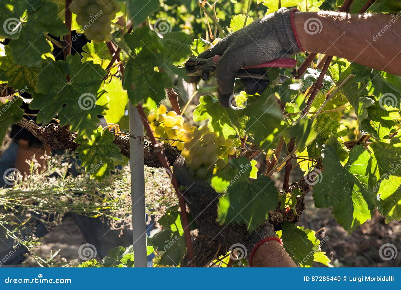 Hands of a Grape Harvester Cutting a White Grape Bunches Stock Photo ...