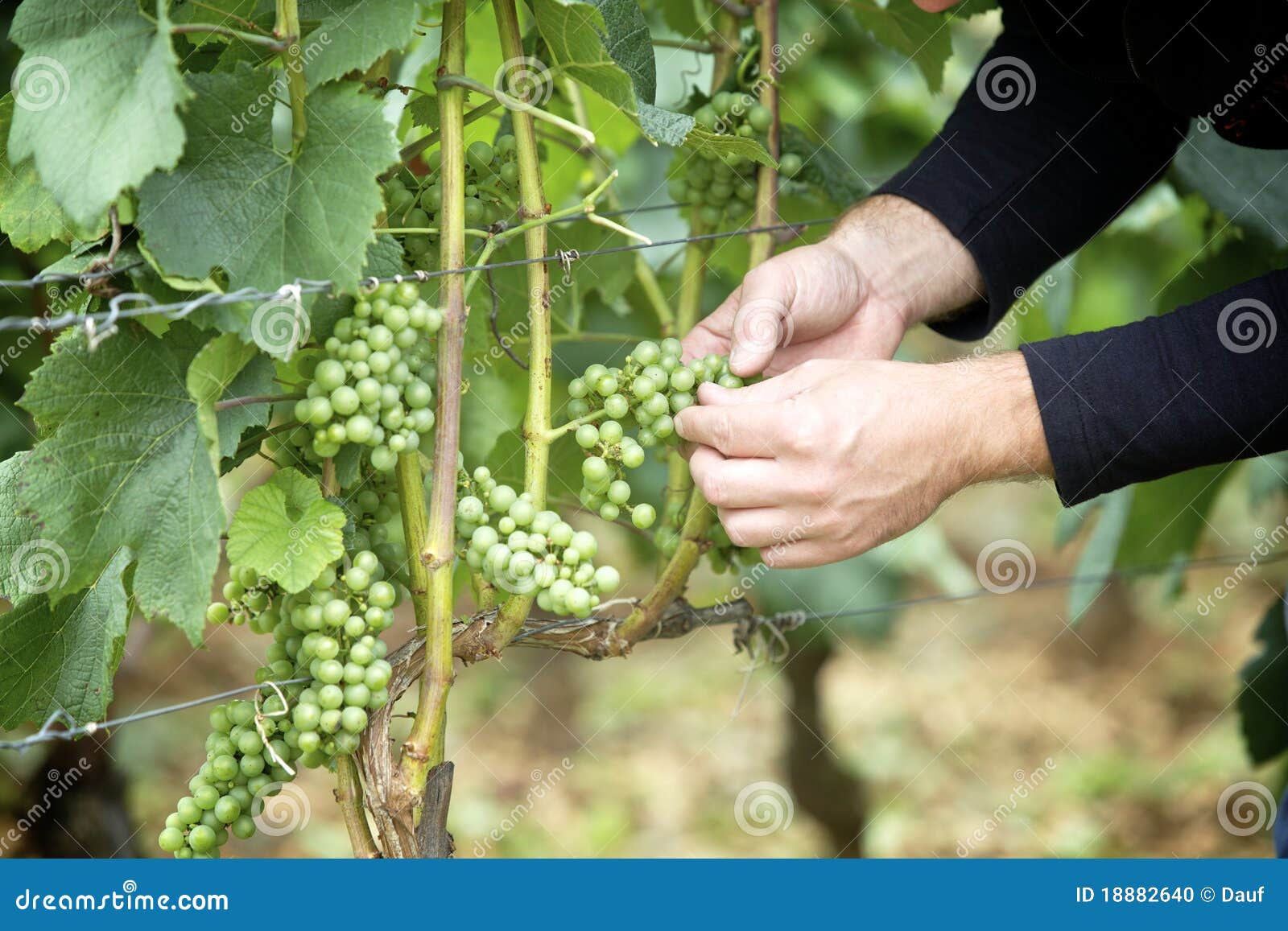 Hands grapevine stock photo. Image of farming, burgundy - 18882640