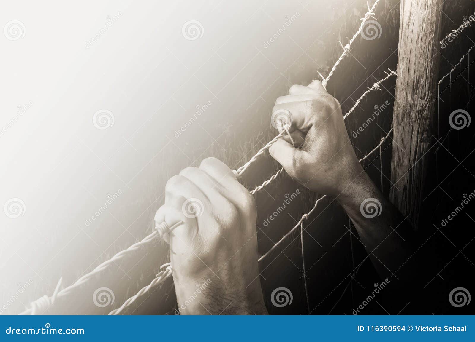 Hands Grasping Desperately Barbed Wire To Get To the Light Stock Photo ...