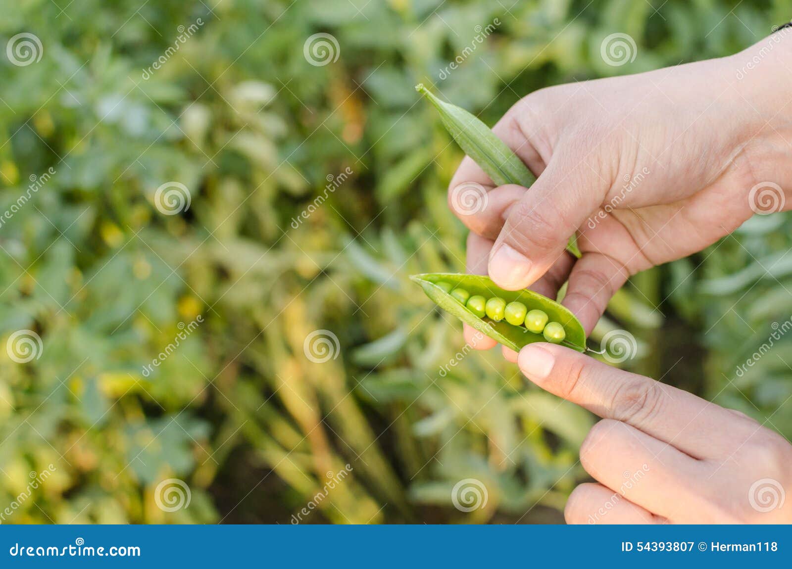 The Hands of the Green Beans Stock Image - Image of vegetable, hand ...