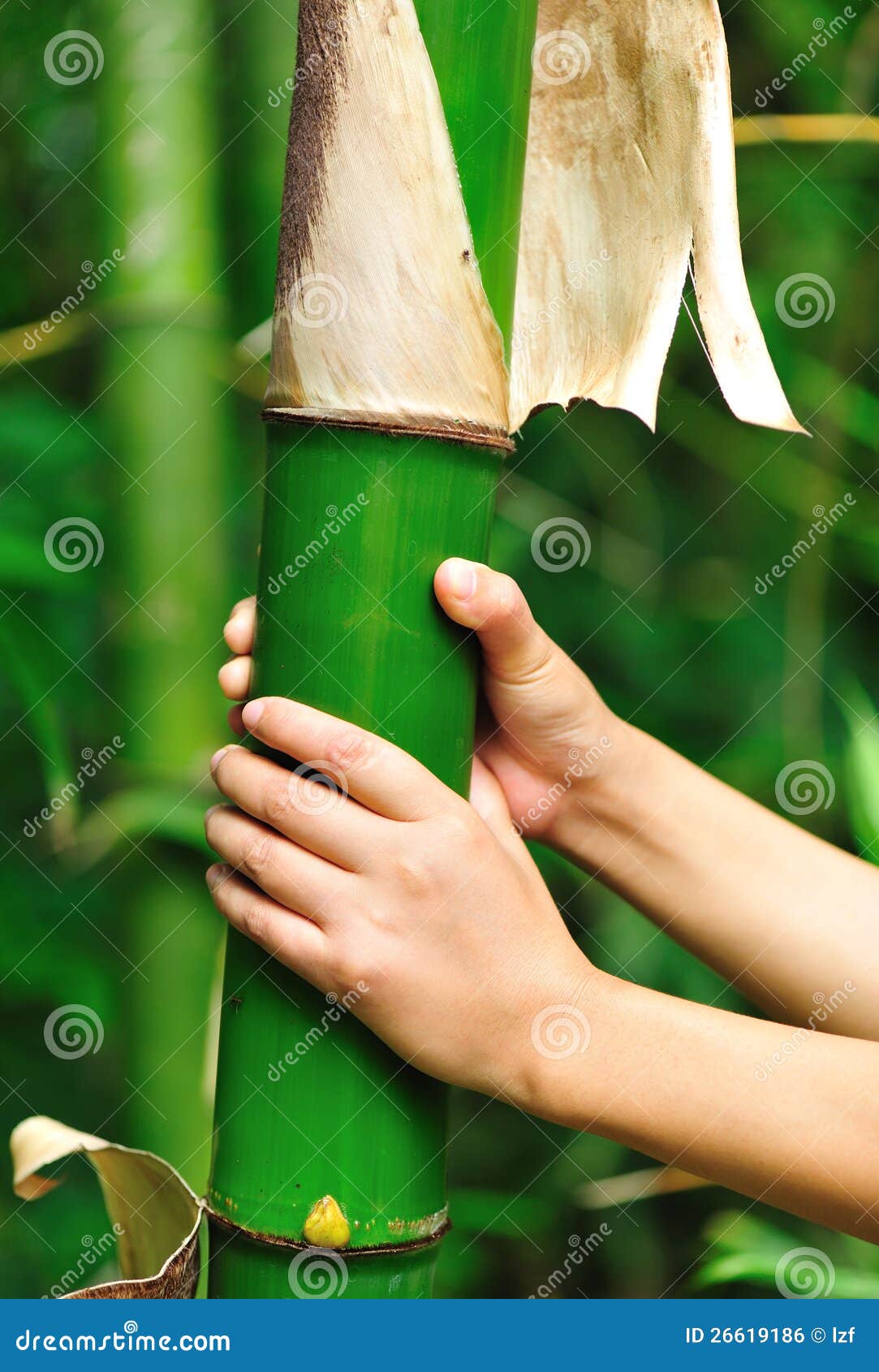 Hands grip bamboo tree stock photo. Image of tree, outdoors - 26619186