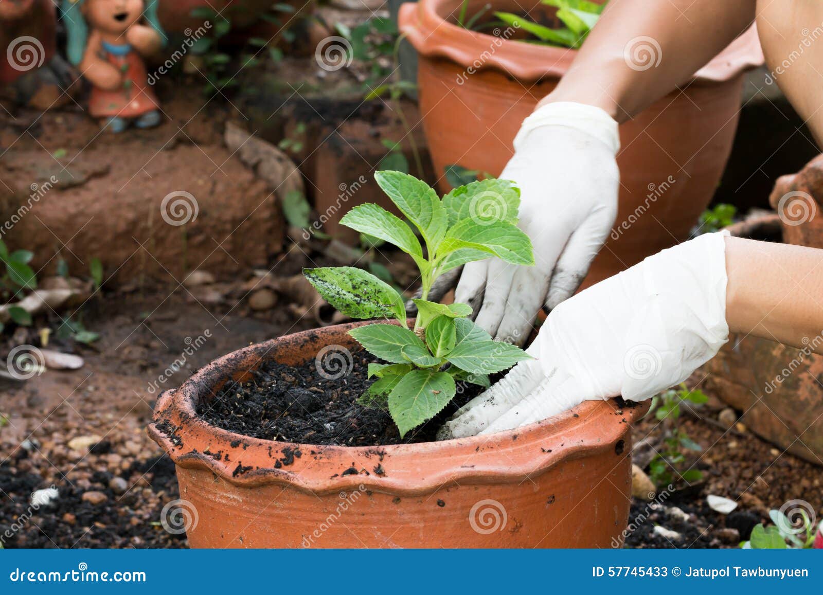 Hands growing plant in pot stock image. Image of botany - 57745433