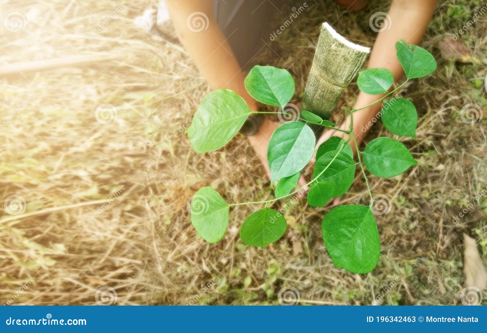 Hands are growing tree. stock image. Image of wold, tree - 196342463