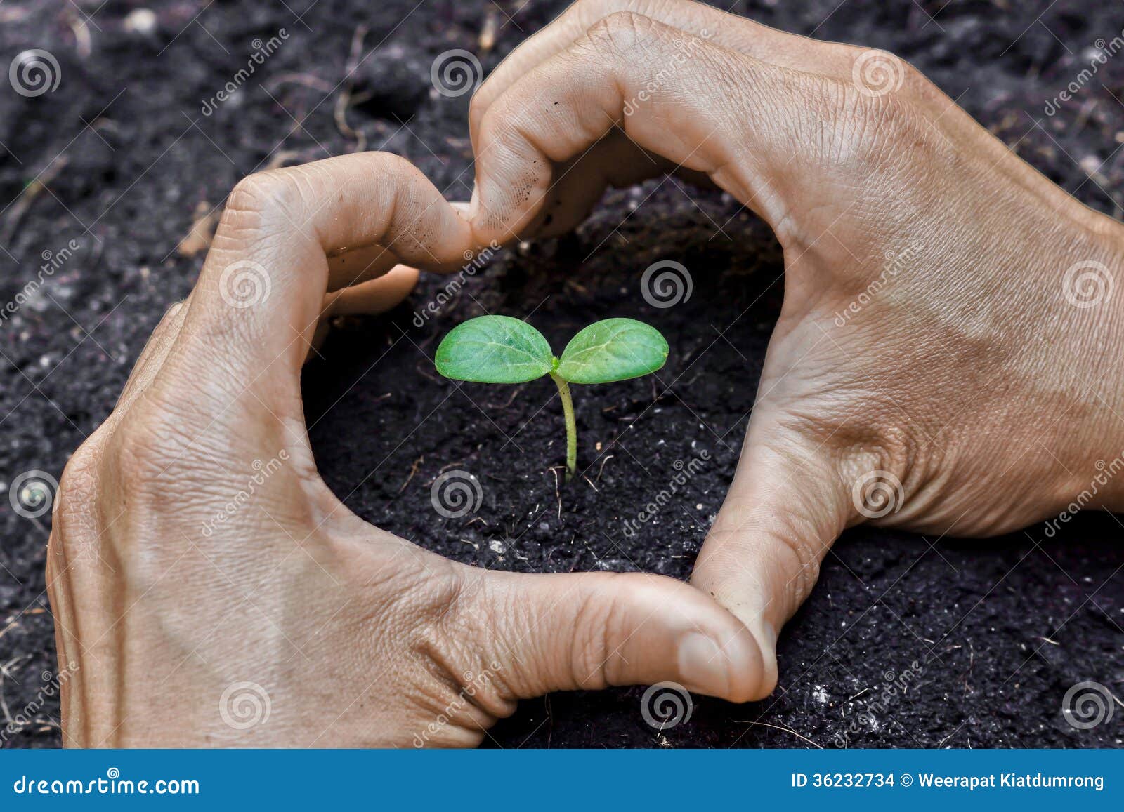 Hands growing a tree stock photo. Image of plantation - 36232734
