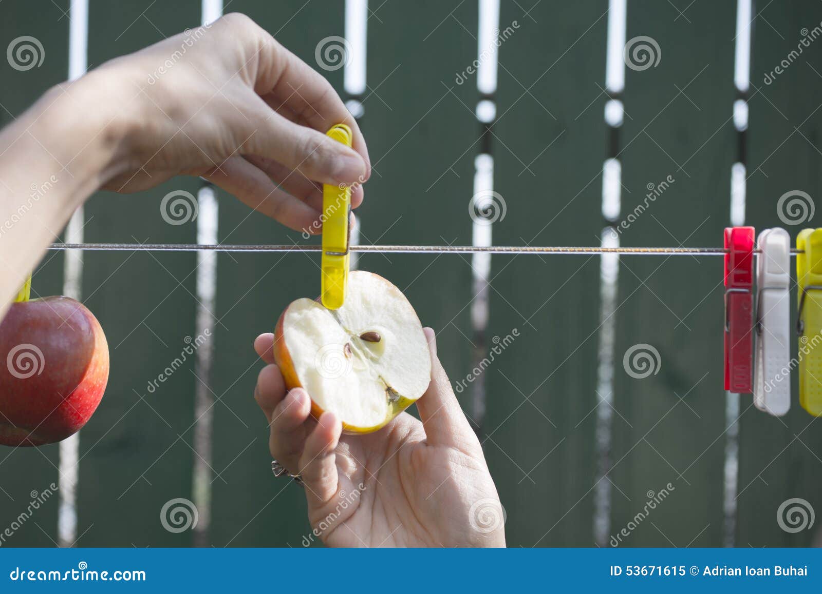 Hands Hanging Apple on Rope Stock Image - Image of color, cord: 53671615