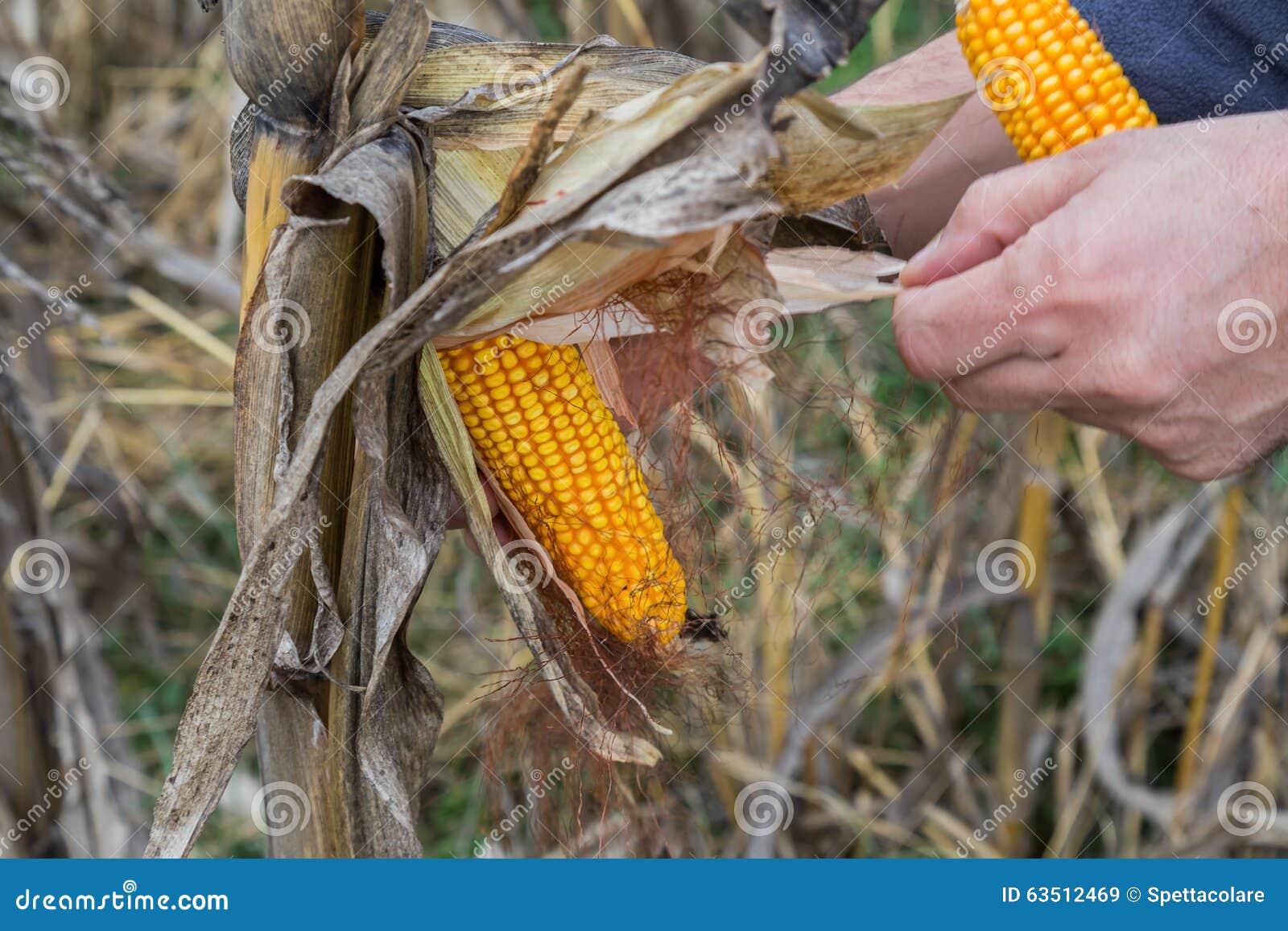 Hands Harvesting in Cornfield Stock Image - Image of autumn, outdoor ...