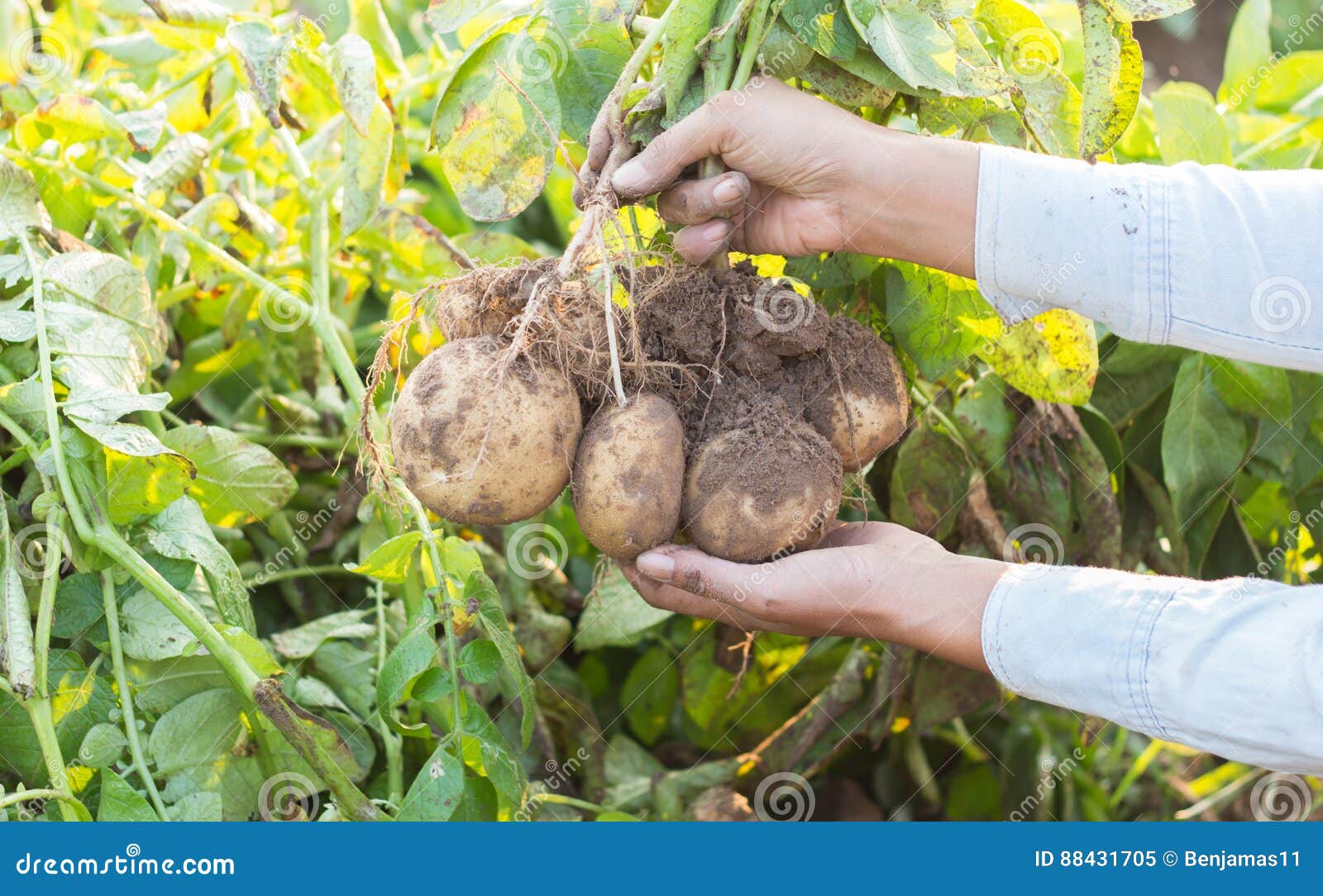 Hands Harvesting Fresh Organic Potato. Stock Image - Image of crop ...