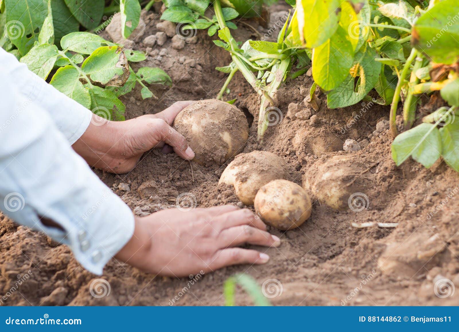 Hands Harvesting Fresh Organic Potatoes Stock Photo - Image of ...