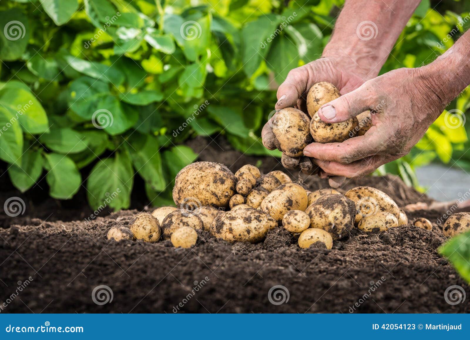 Hands Harvesting Fresh Potatoes from Soil Stock Image - Image of flora ...