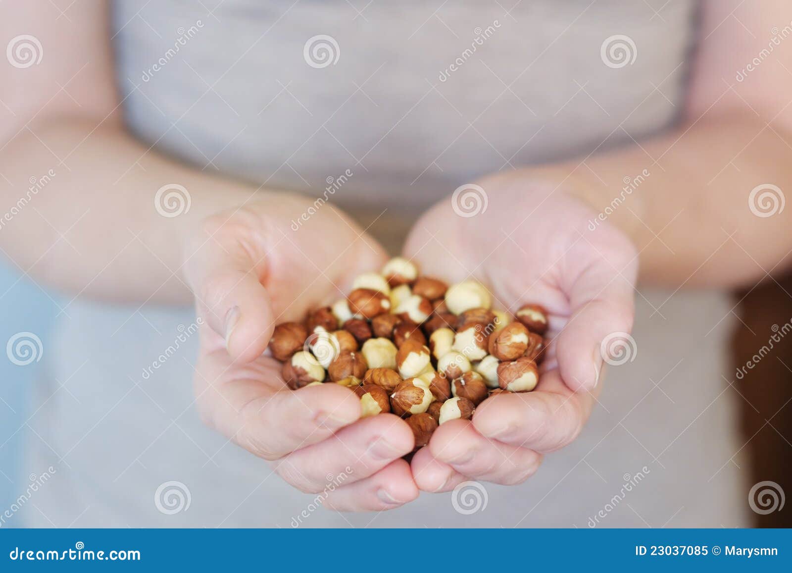 Hands with hazelnuts stock image. Image of cupped, brown - 23037085