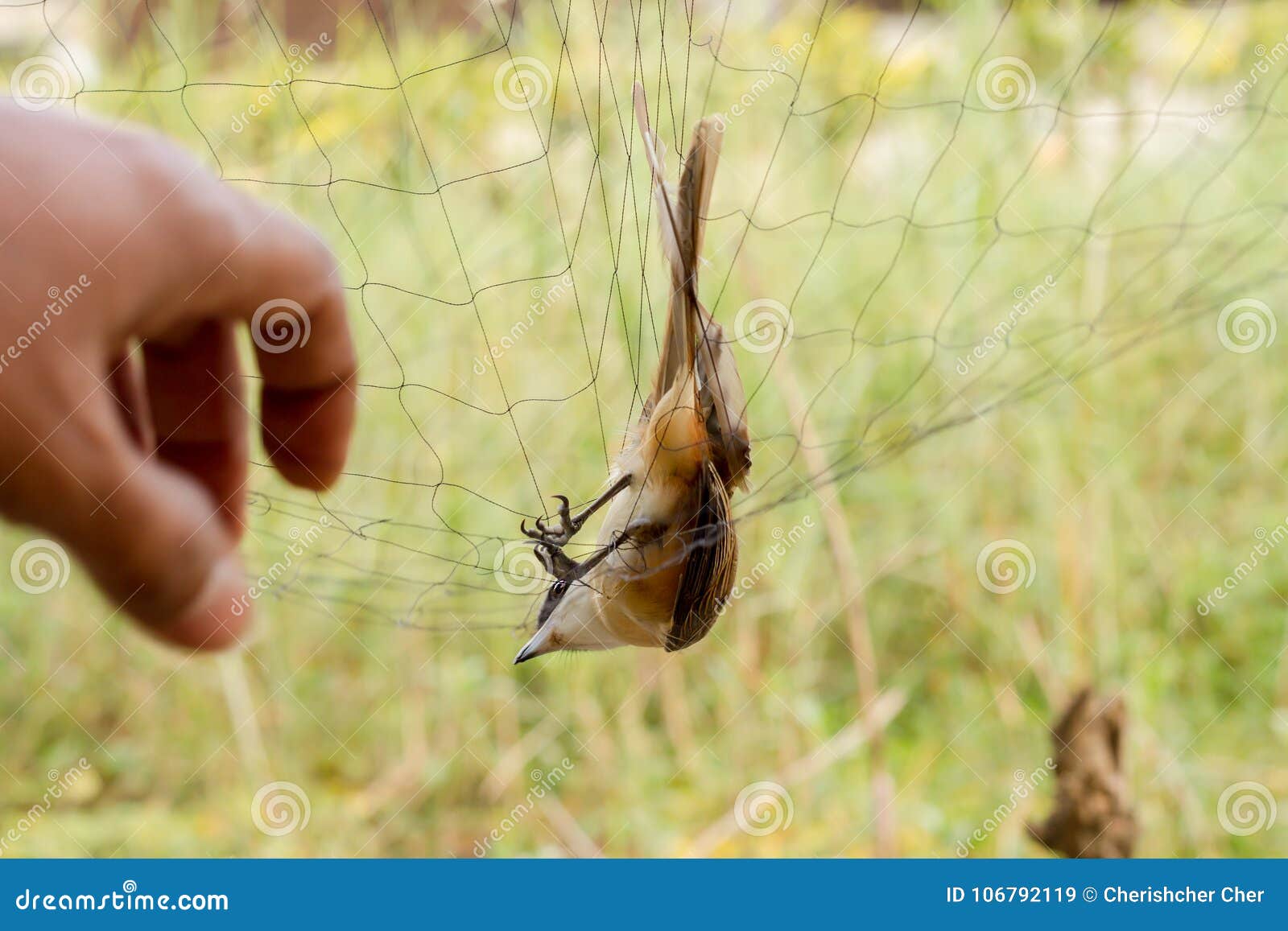 The Hands are Helping the Birds in the Net. Stock Image - Image of ...