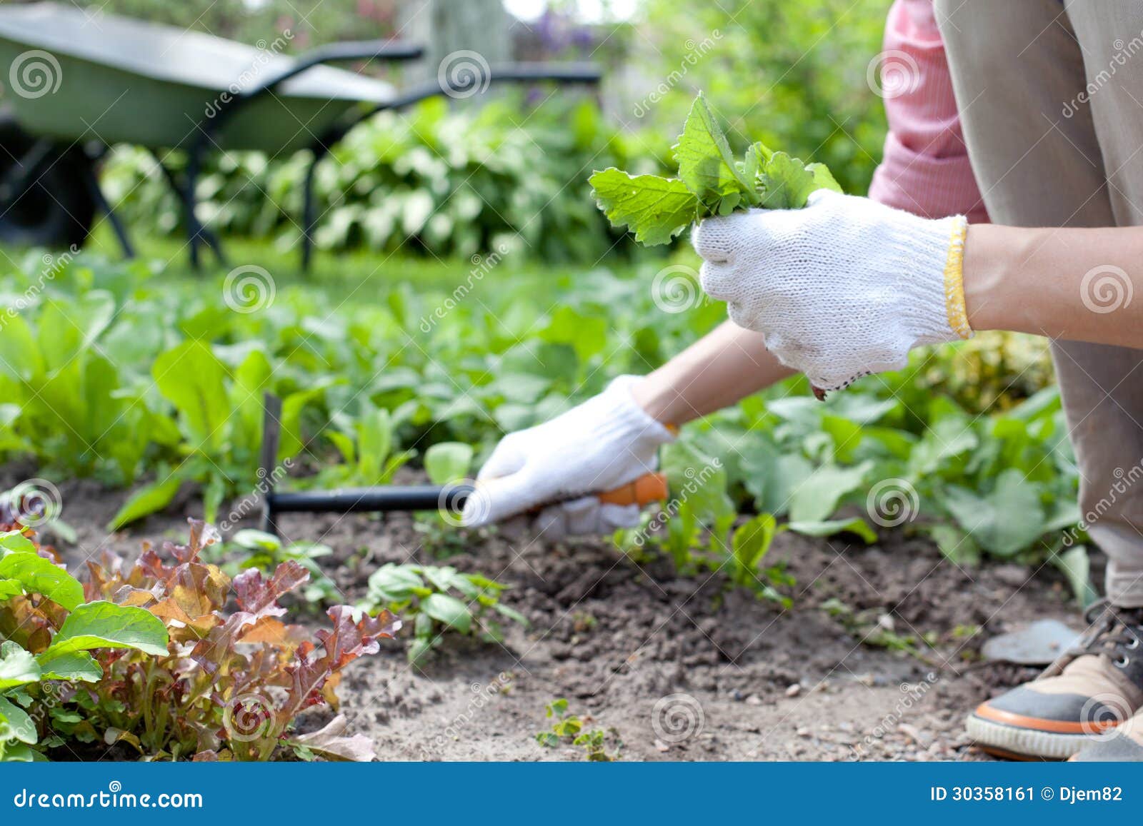 Hands with Hoe Working in the Garden Bed Stock Image - Image of rural ...