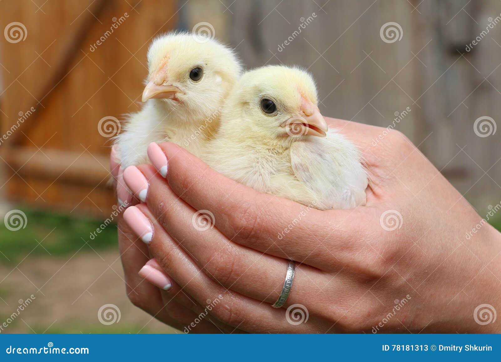 Hands Hold Caring for a Small Chickens Stock Image - Image of chick ...