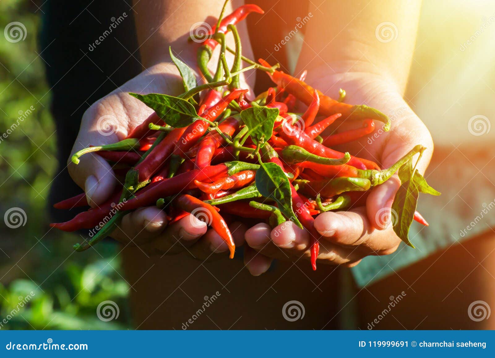 Hands Hold Chilli in the Farm Stock Image - Image of food, ingredient ...